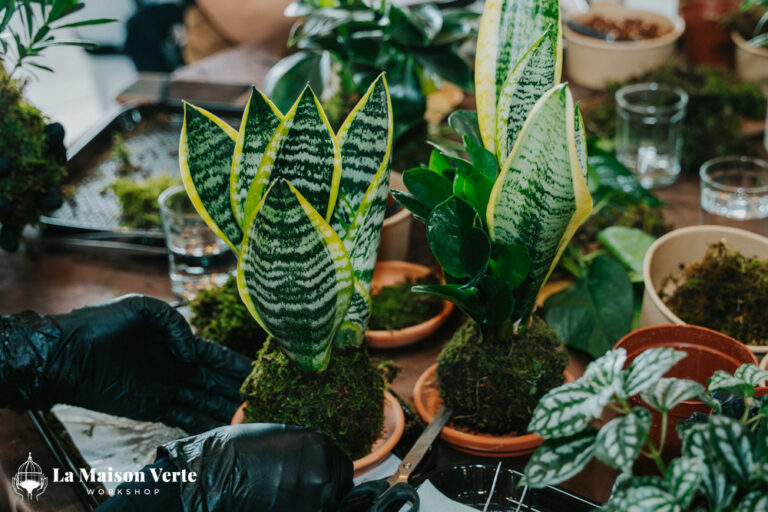 Nhật Ký Workshop Kokedama 16/05/2026 | La Maison Verte Workshop x Dai ...